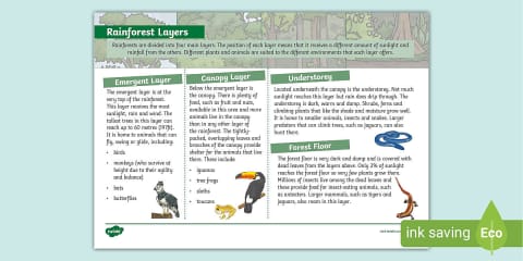 Layers of the Rainforest Cut and Stick Animals Activity