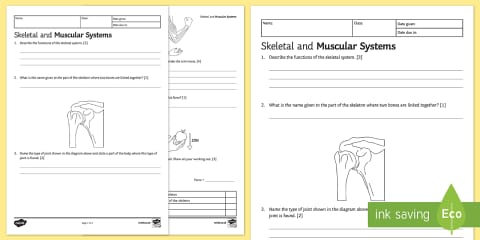Types of Muscles Flash Cards