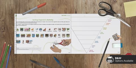 Classification of Living Organisms Card Sort