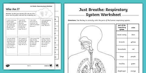 The Respiratory System Labelling Activity Sheet