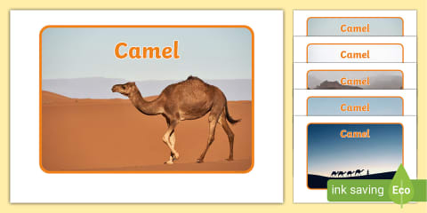 Camel Writing Template