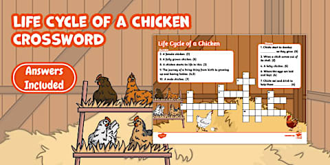 Life Cycle of a Duck Cloze Worksheet