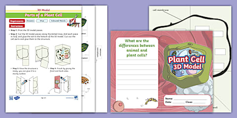 Sixth Grade 3D Animal Cell Model Project and Rubric