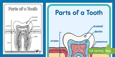 Parts of a Tooth Display Poster