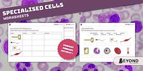 Cells and Organisation Lesson 4: Specialised Cells