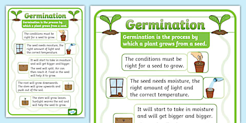 Parts of a Seed Worksheets