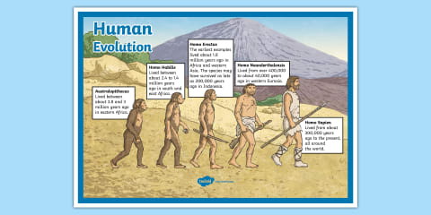 Human Evolution Display Cut Outs - human, evolution, display