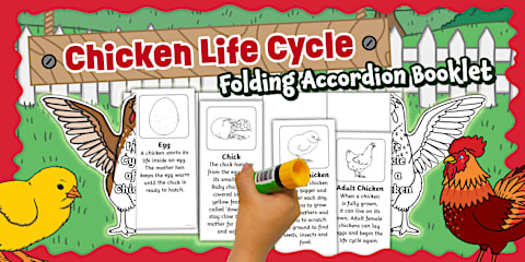 Butterfly Life Cycle Folding Accordion Booklet