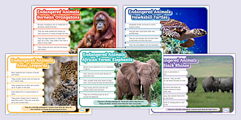 Endangered Australian Animals Differentiated Worksheets