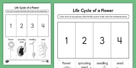 Parts of a Flower and Plant Labeling Worksheet for K-2nd Grade
