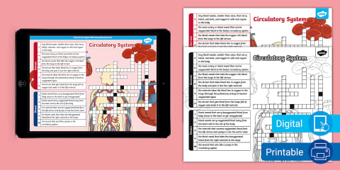 Hands-on Circulatory System: Label the Circulatory System Lab Station ...