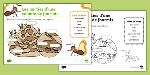 La Cigale et la Fourmi Matching Cards