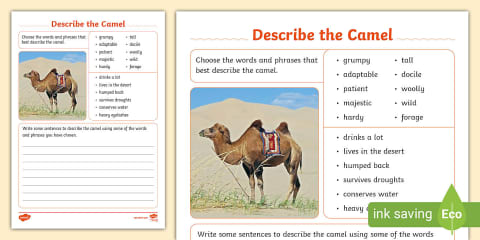 Camel Fact File Template