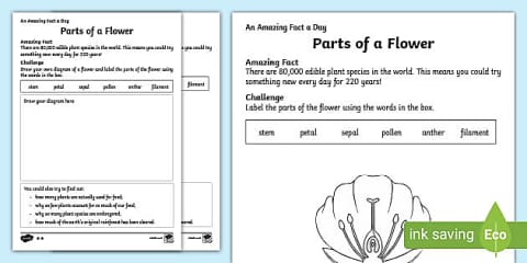 Pollination and Colour Worksheet