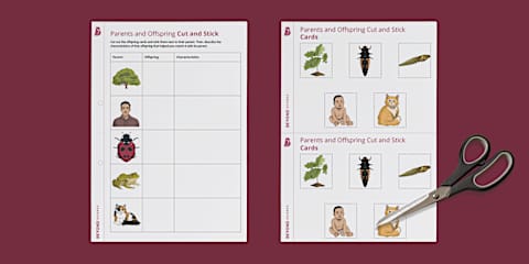Match the Parent to Its Offspring (Ages 6 - 7)
