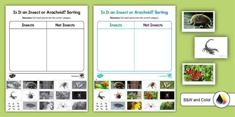 First Grade Insects vs. Arachnids Venn Diagram Worksheet