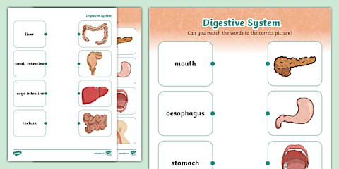 KS1 The Digestive System Vocabulary Display Poster