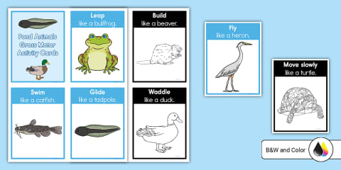 Pond Animals and Their Young Matching Cards