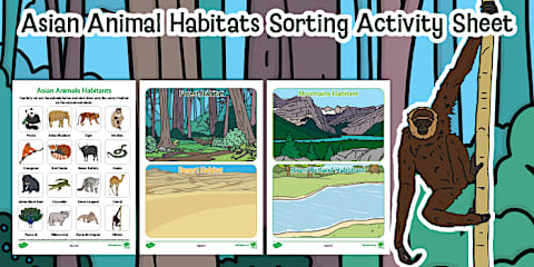 Rainforest Animals Activity Pack