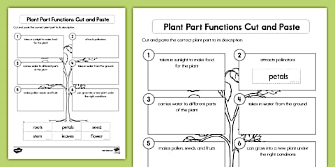 Parts of a Flower and Plant Labeling Worksheet for K-2nd Grade