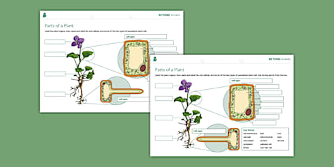 Structure of a Leaf Worksheet