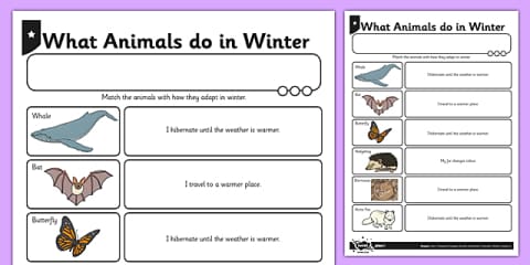 How Animals Survive in Winter Sorting Activity