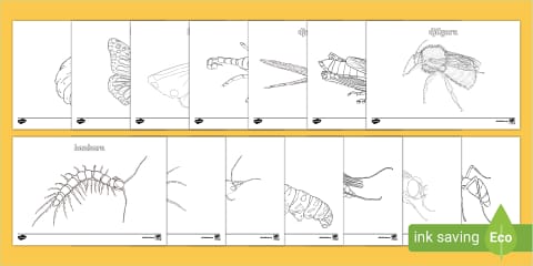 Noongar Language Word Cards for Colour