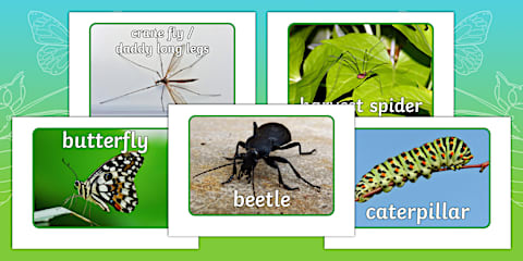 EYFS Minibeast Hunt Checklist