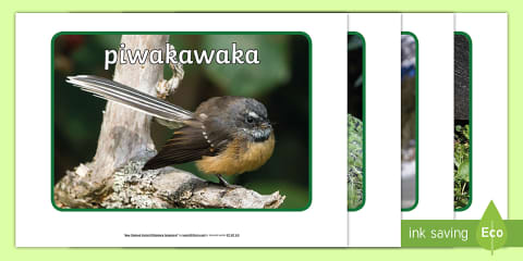 New Zealand Native Birds Display Pack
