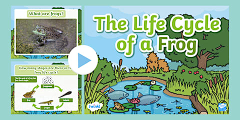 Frogs Fact File