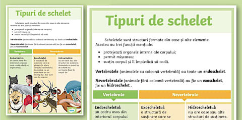 Scheletul – Fișă de cercetare