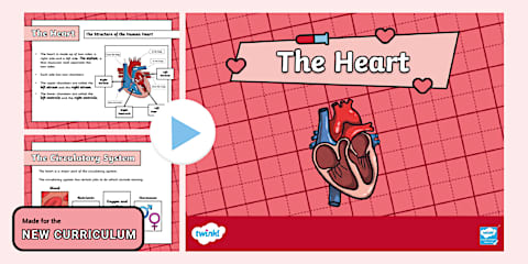 The Human Heart Labelling Worksheet