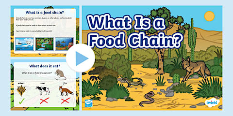 Food Chains Posters