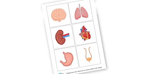 Organs of the Human Body Matching Cards