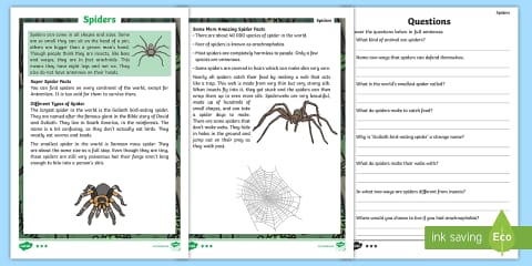 Spiders Information Report Writing Sample