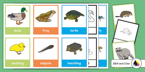Pond Animals Gross Motor Activity Cards