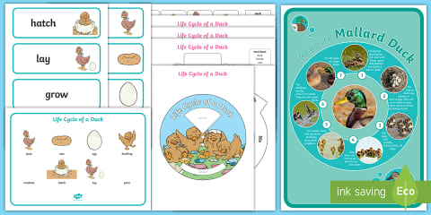 Life Cycle of a Duck Activity Sheet
