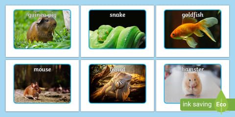 Pets Display Banner