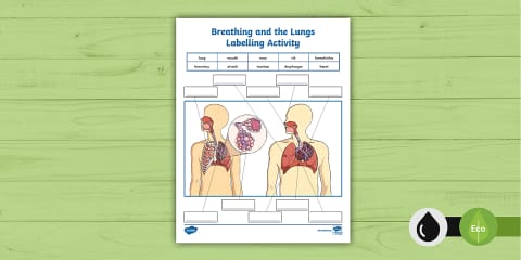 The Respiratory System Labelling Activity Sheet