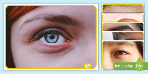 Eye Colour Survey Pictogram