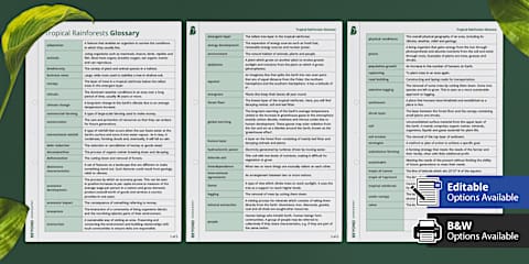 GCSE AQA Tropical Rainforest Characteristics Reading Comprehension