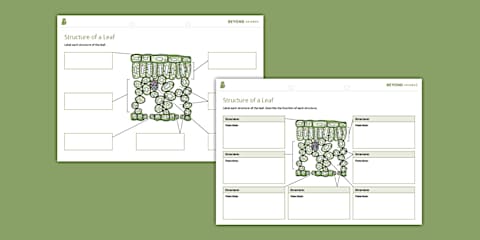 Parts of a Plant Labelling Worksheet | Beyond Science