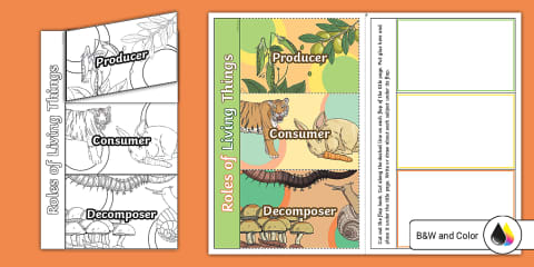 Producers, Consumers and Decomposers Sorting Activity