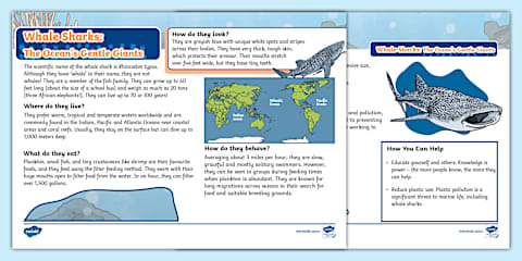 Whale Shark Diagram Pack
