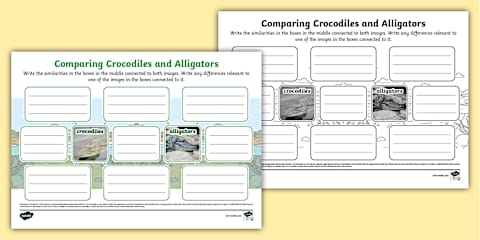 Crocodiles and Alligators Compare and Contrast Worksheet for K-2nd