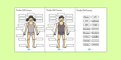 Ficha Etiqueta las partes del cuerpo