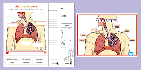 The Respiratory System Labelling Activity Sheet