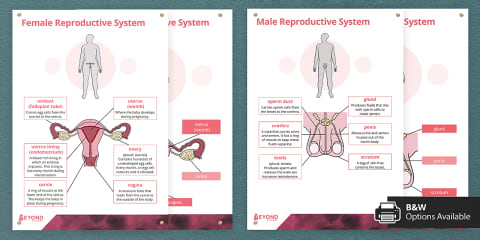 Year 7 - Year 10 Science Parts of the Human Reproductive System Cut and ...