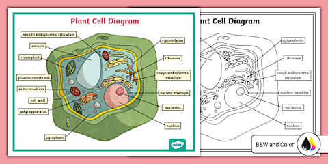 Plant Cell Labeling Worksheet for 6th-8th Grade