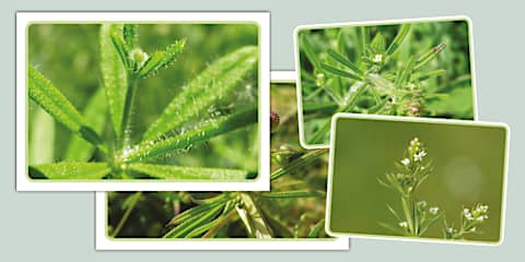 Cleaver Photo Pack - Twinkl - KS1